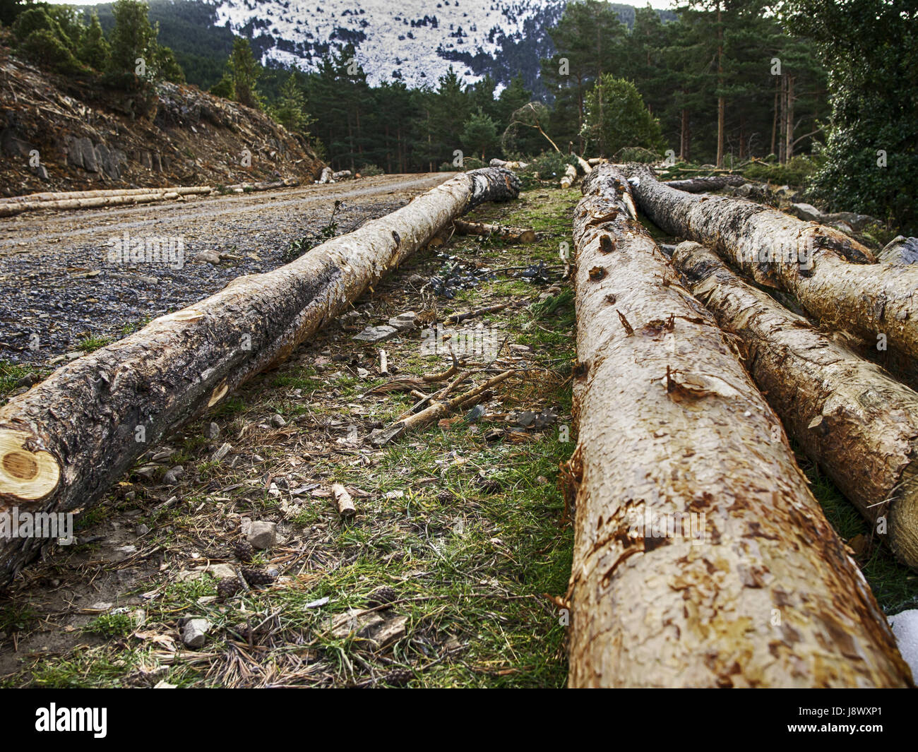 Logs cut in a forest, detail of deforestation and environmental ...
