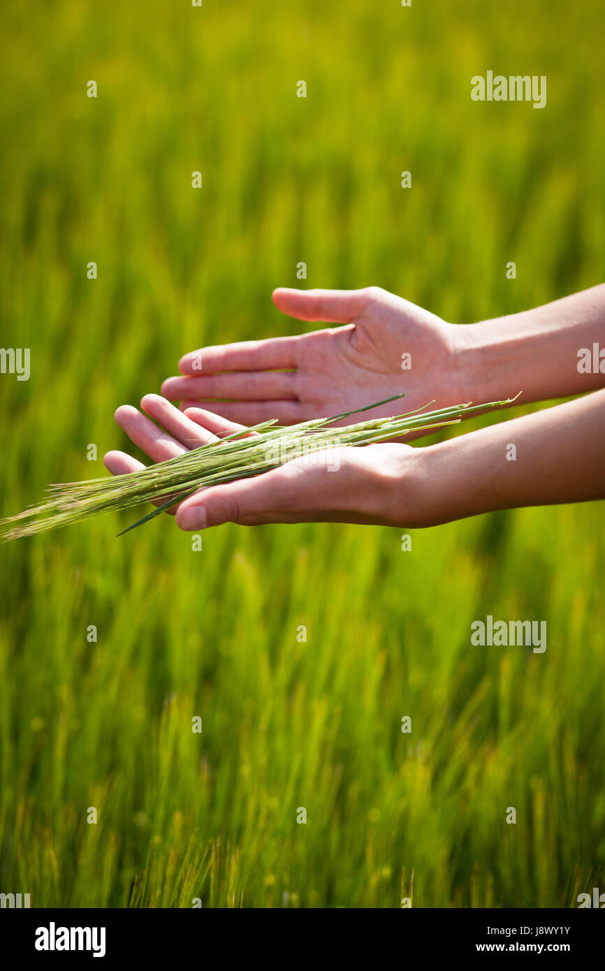 woman, hand, hands, prosperity, outdoors, pictogram, symbol, pictograph ...