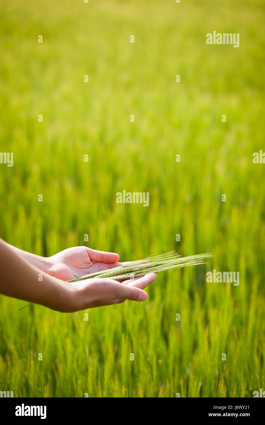 woman, hand, hands, prosperity, outdoors, pictogram, symbol, pictograph ...
