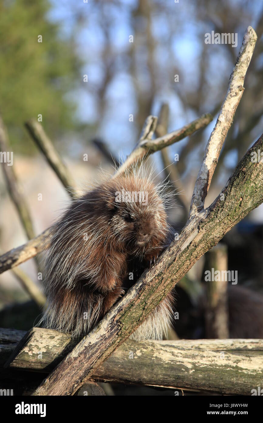 porcupines in close Stock Photo - Alamy