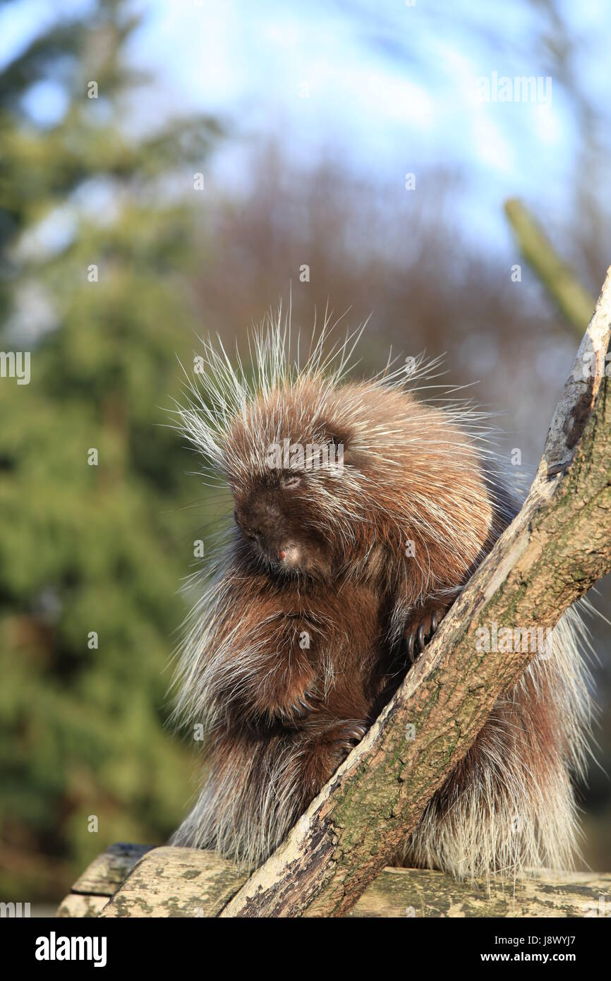 Porcupines head hi-res stock photography and images - Alamy