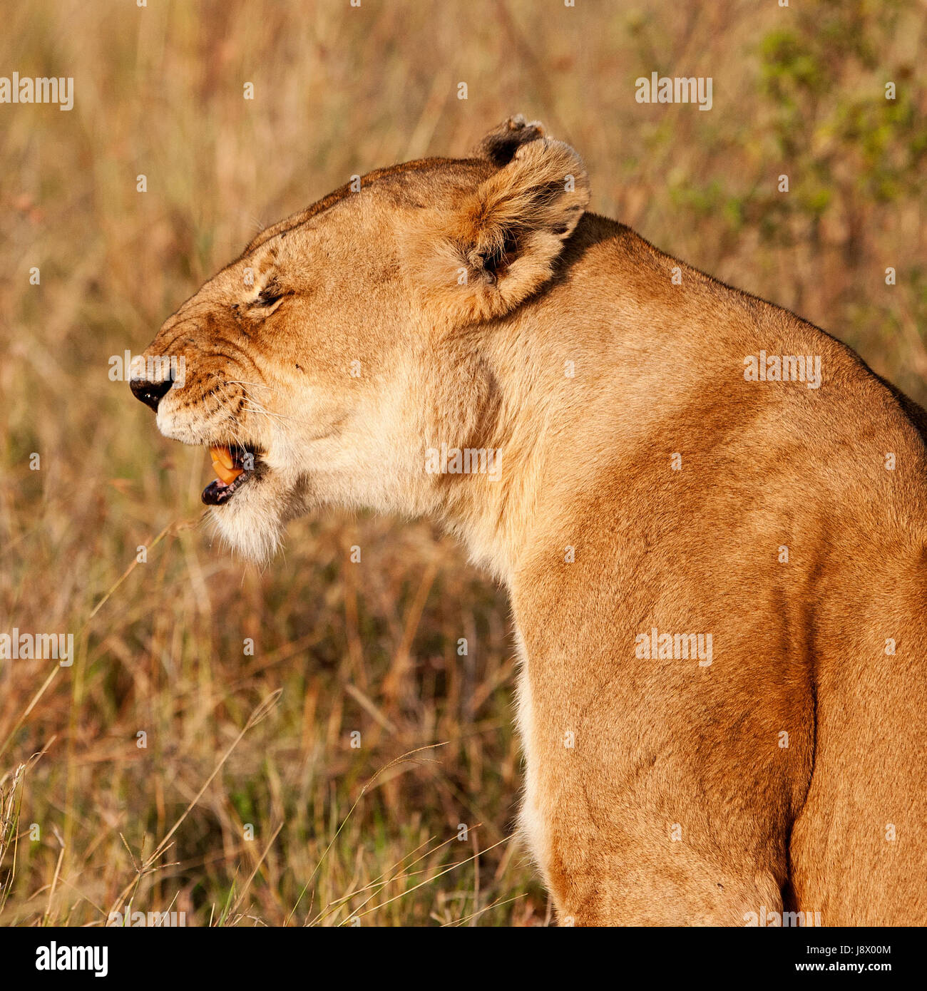 africa, kenya, lion, cat, big cat, feline predator, wildlife, safari ...