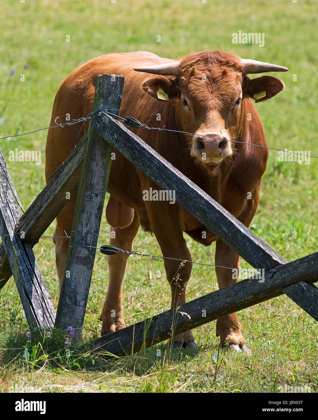 animal, bull, farm, animal, brown, brownish, brunette, bull ...