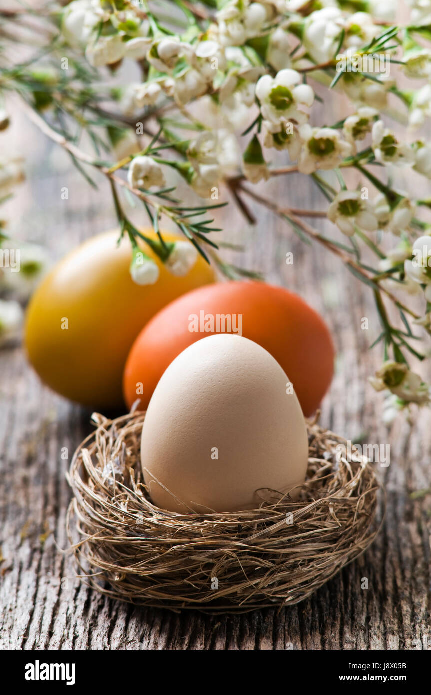 easter, egg, close, birth, childbirth, parturition, delivery, flower ...