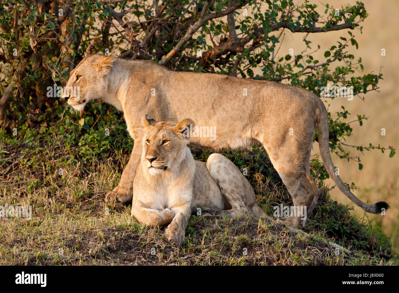 africa, kenya, lion, cat, big cat, feline predator, wildlife, safari ...