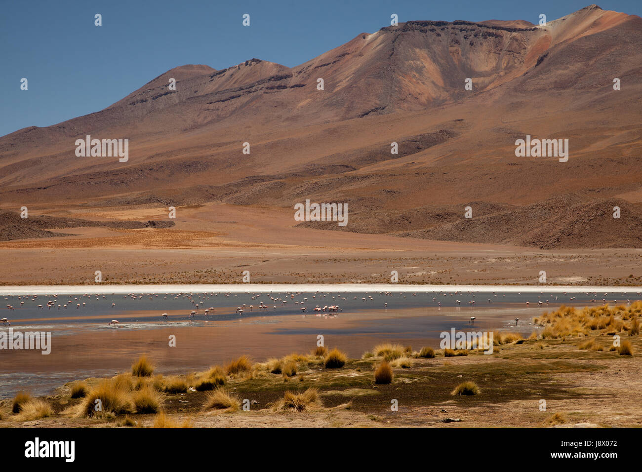 andean landscape with laguna Stock Photo - Alamy