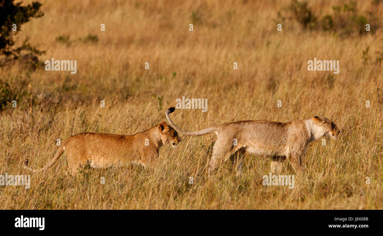 africa, kenya, lion, cat, big cat, feline predator, wildlife, safari ...