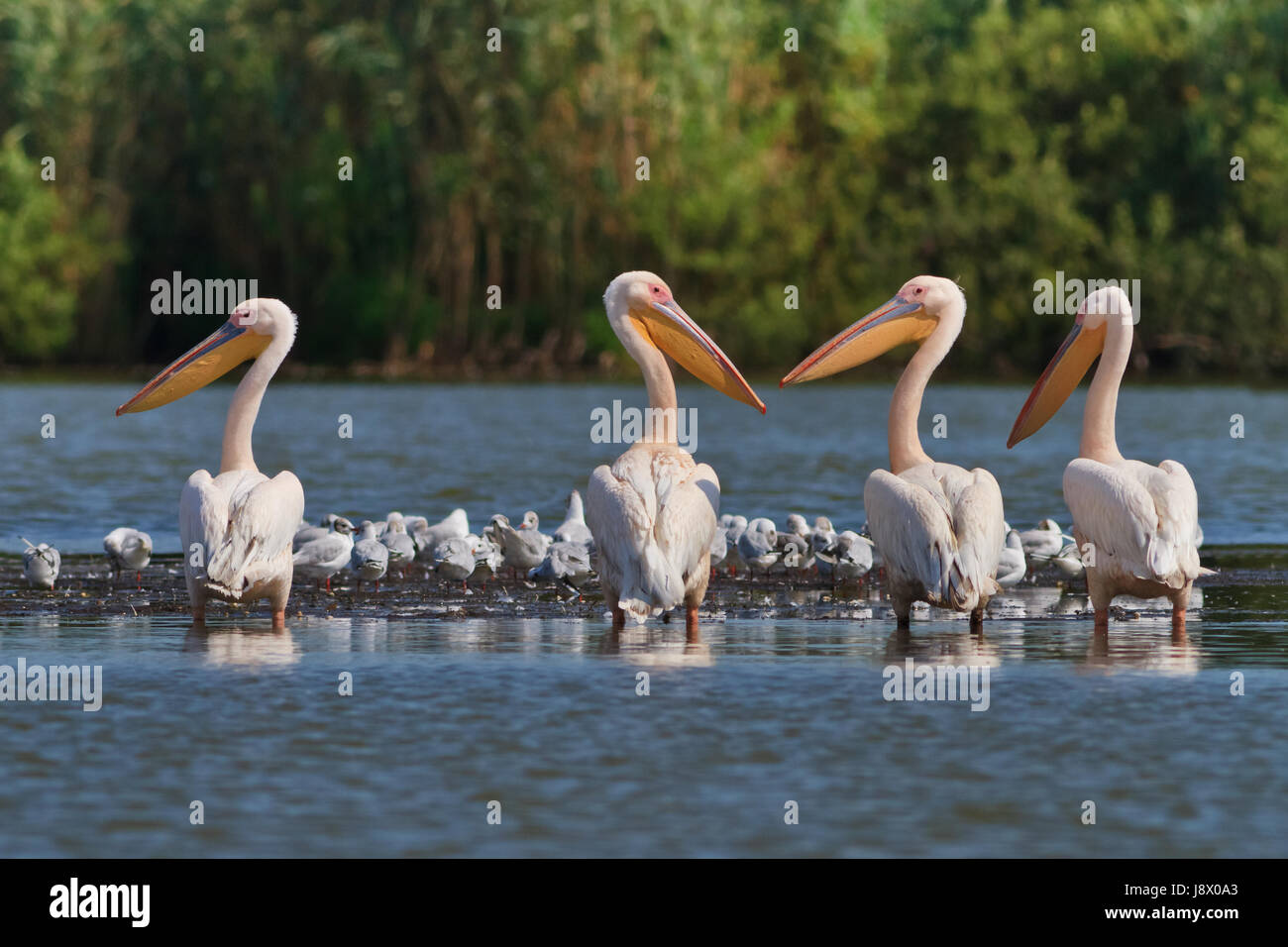 beautiful, beauteously, nice, bird, wild, beak, danube, wildlife ...