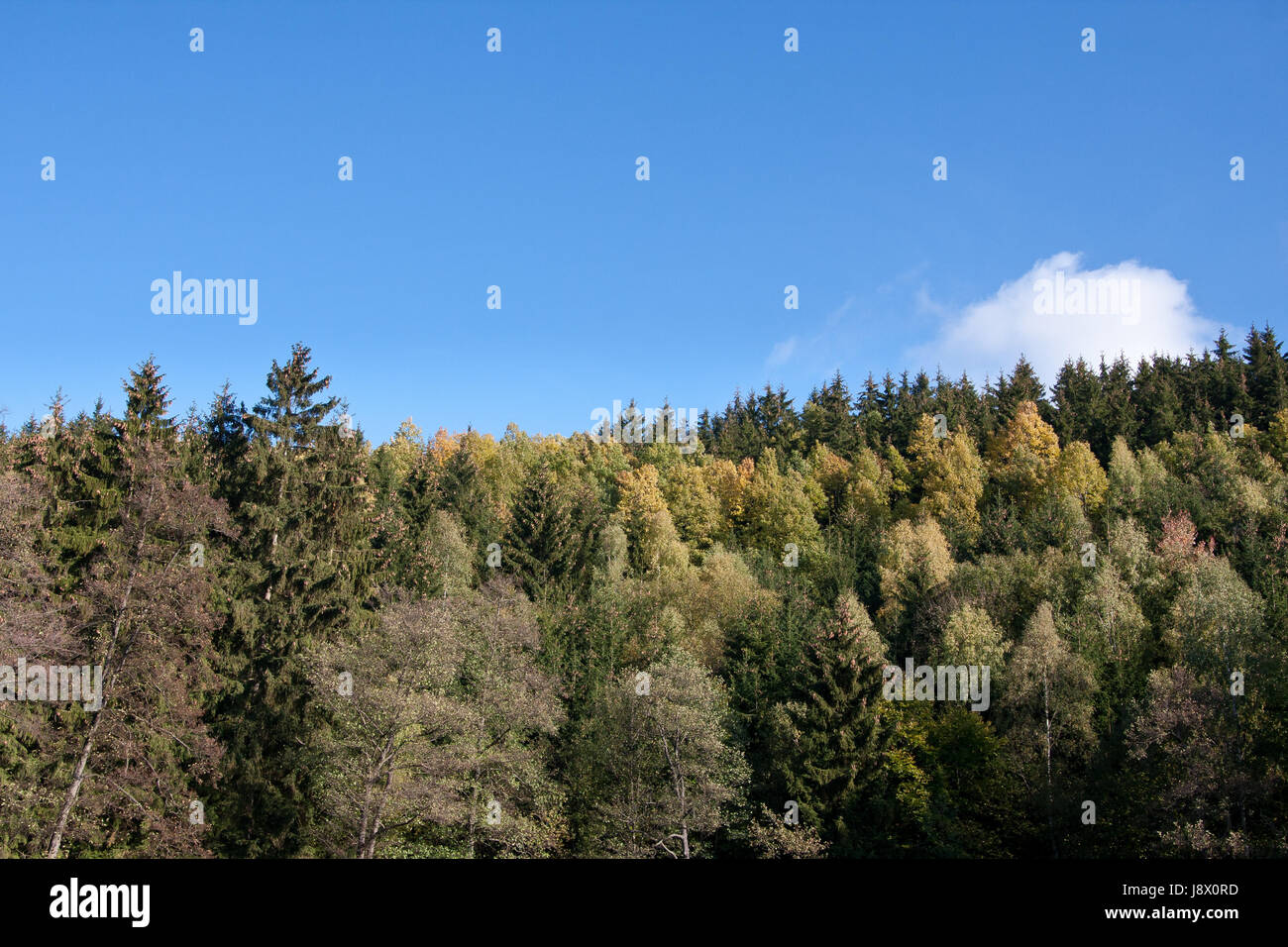 blue, resin, tree top, firmament, sky, forest, fall, autumn, blue, tree ...