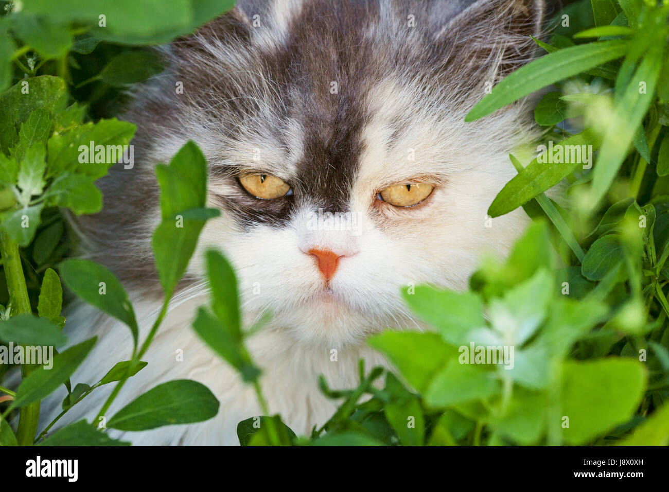 life, exist, existence, living, lives, live, animal, fauna, nature ...