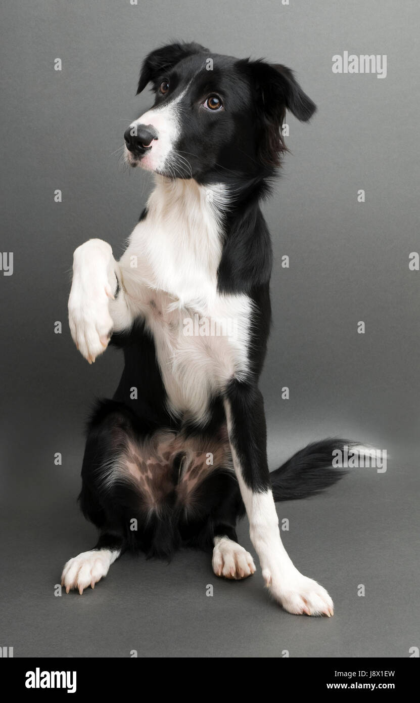 dog, border, isolated, animal, pet, mammal, portrait, look, glancing ...