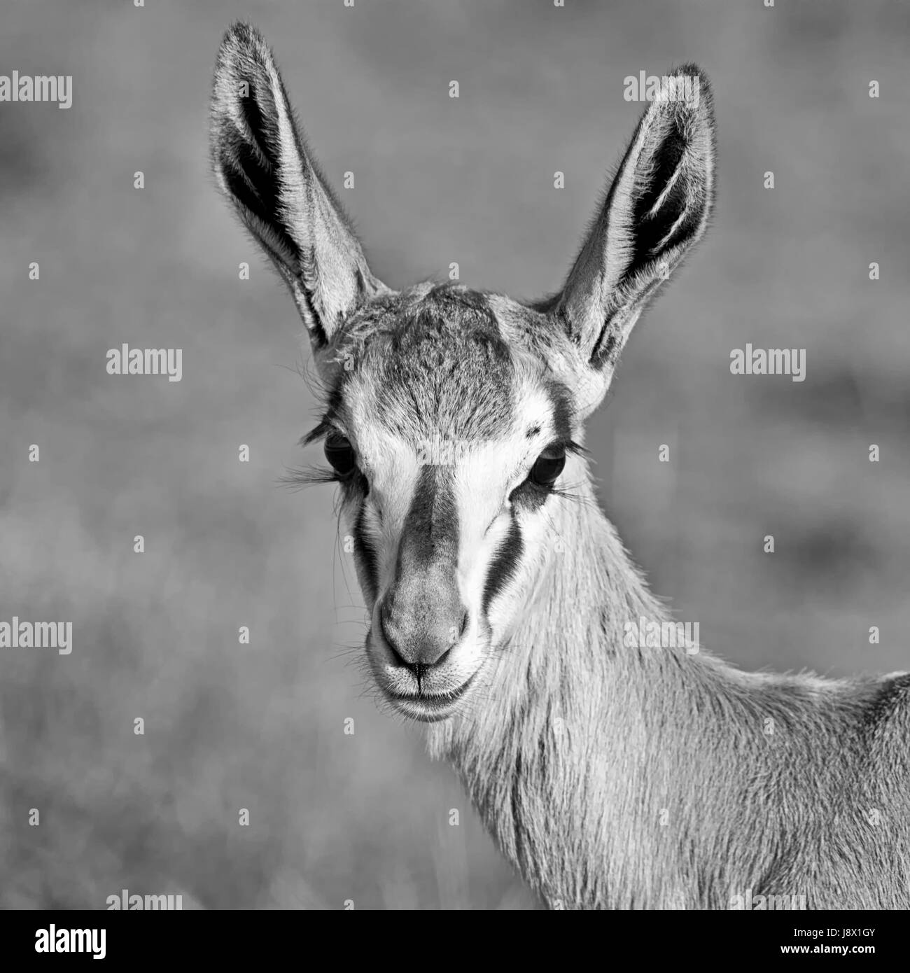 Springbok ewe Black and White Stock Photos & Images - Alamy