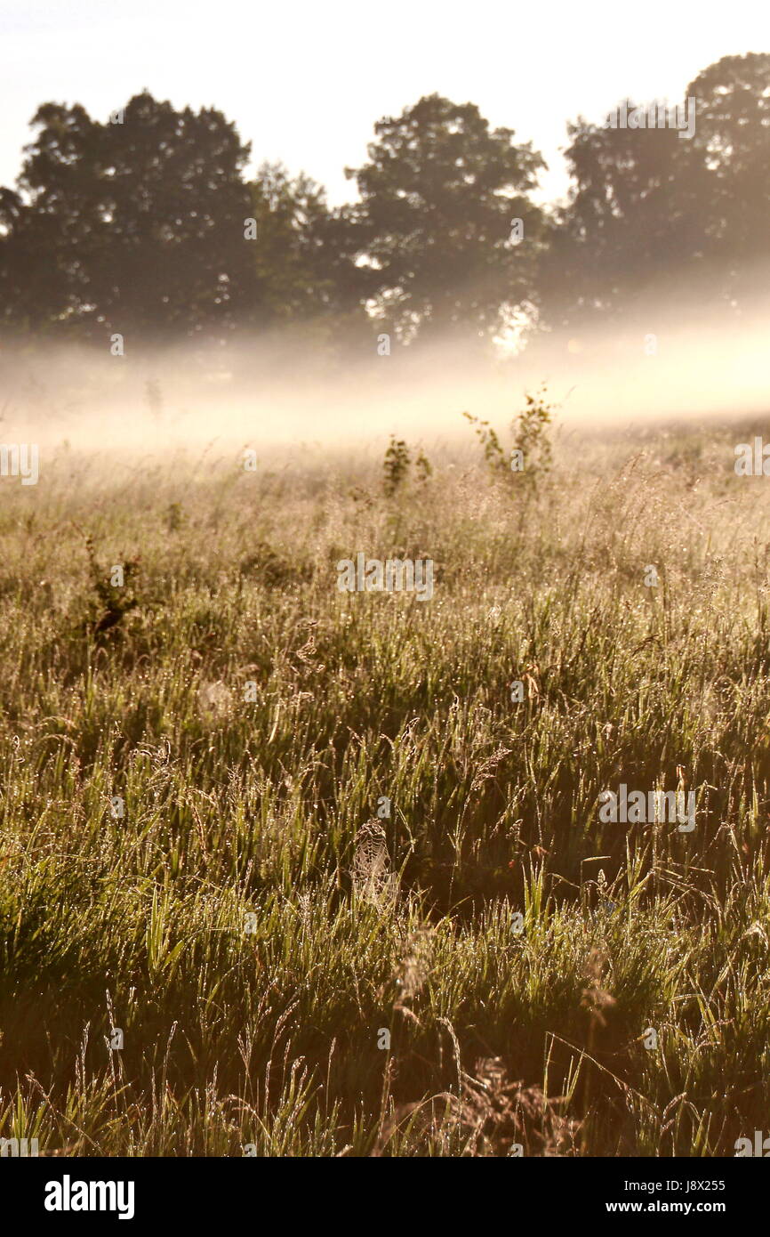 shine, shines, bright, lucent, light, serene, luminous, tree, trees ...