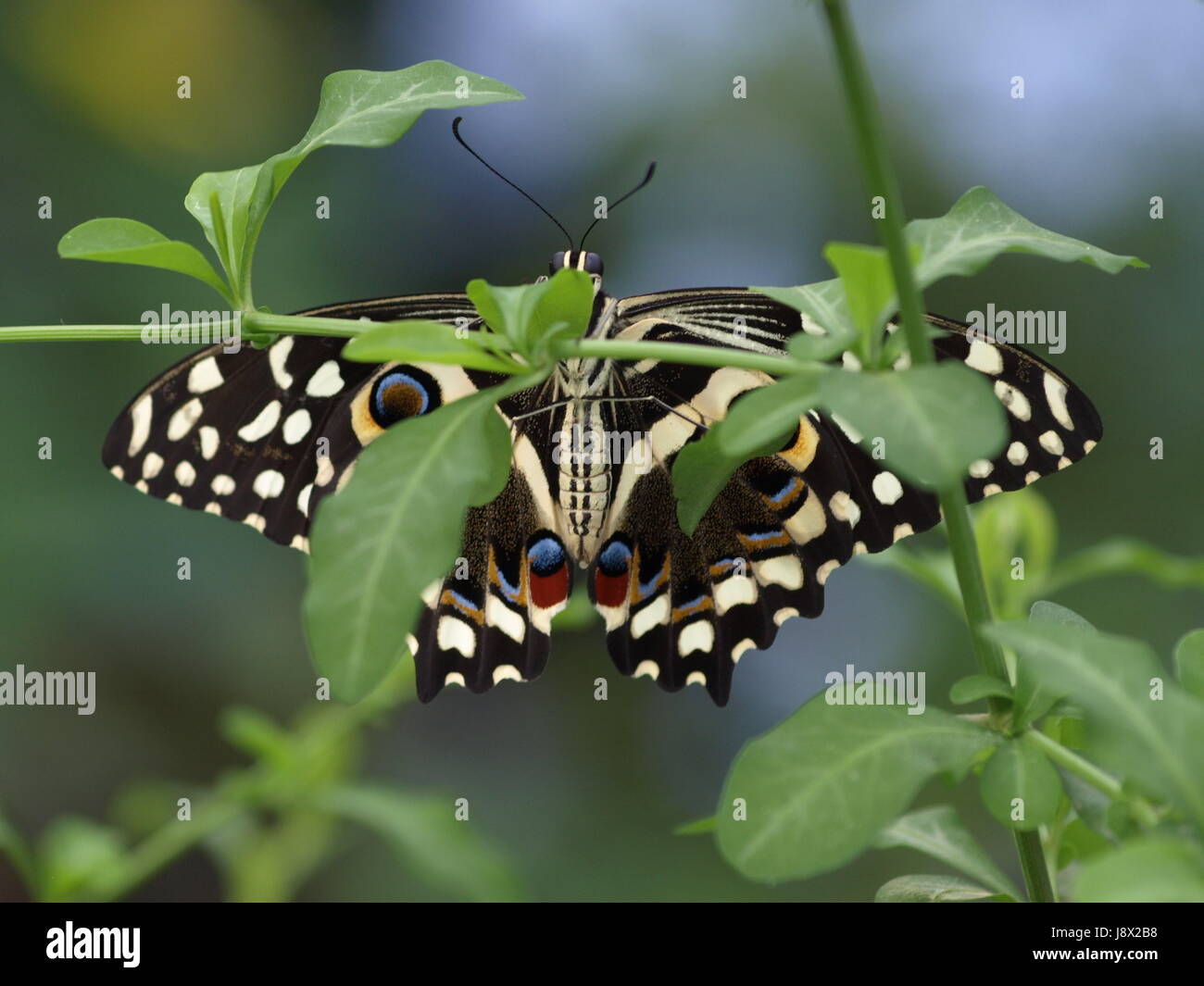 Citrusfalter hi-res stock photography and images - Alamy
