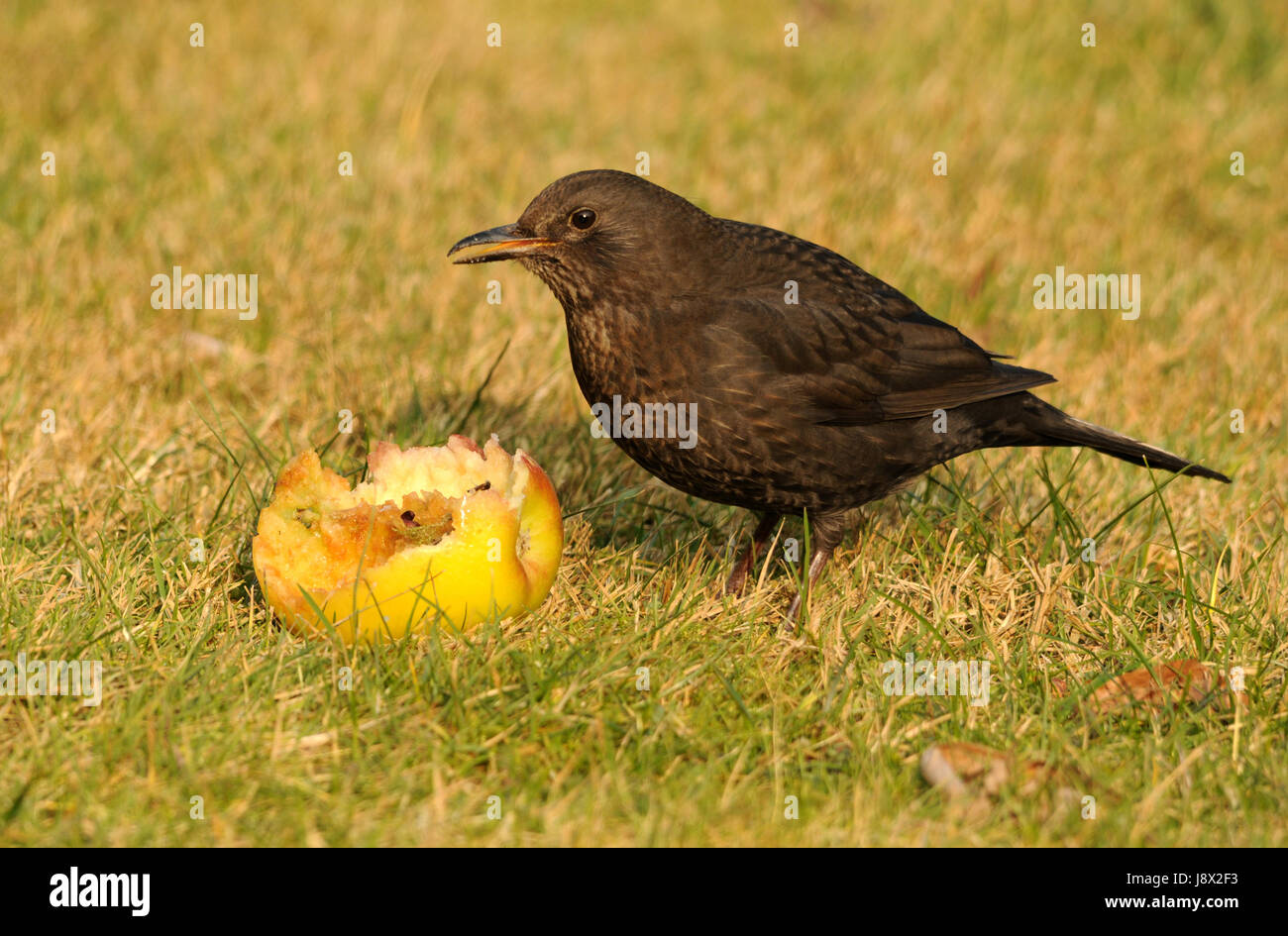 bird, hunger, birds, apples, apple, blackbird, birdseed, fodder, bird ...