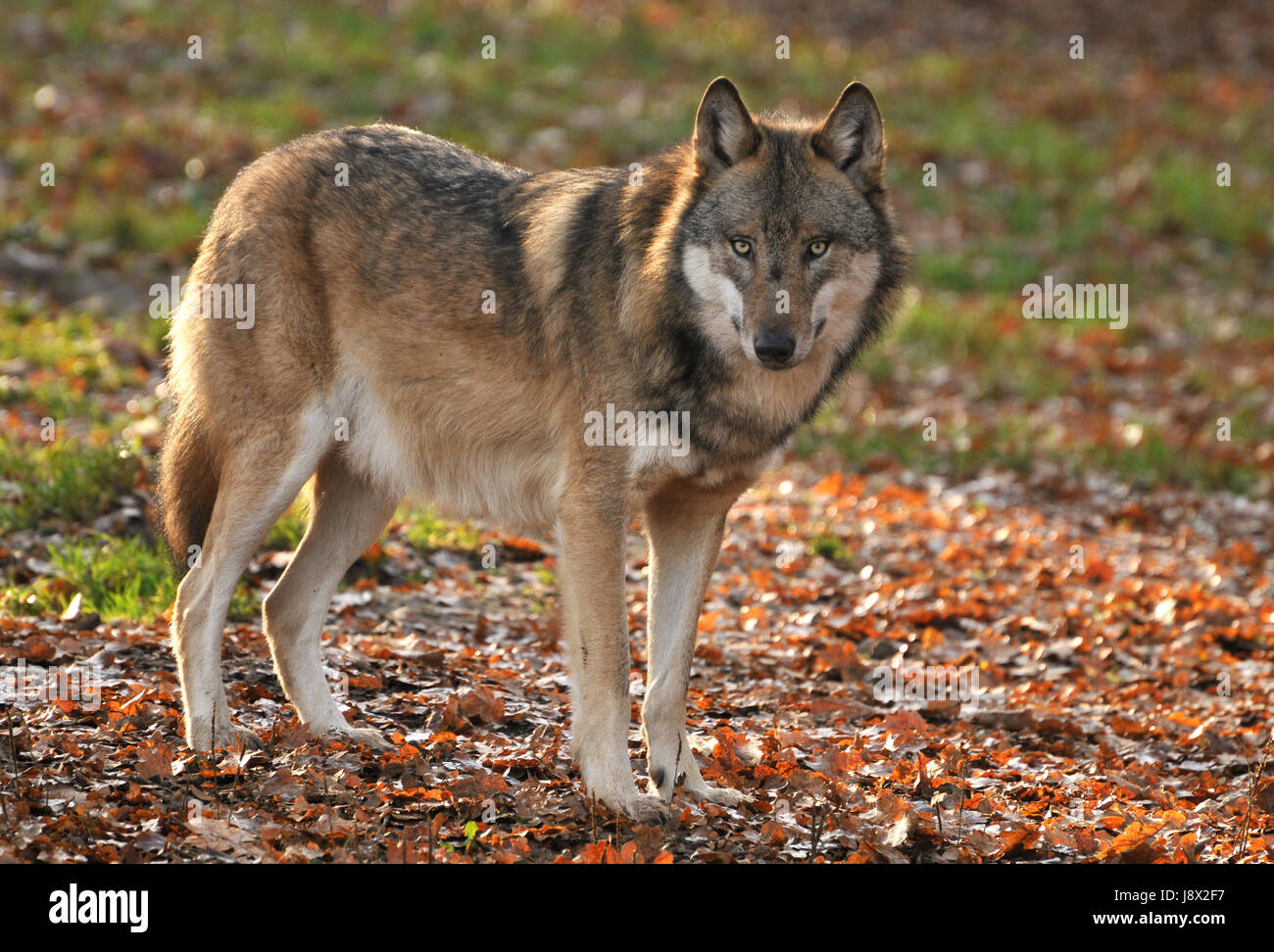 wolf in autumn Stock Photo - Alamy