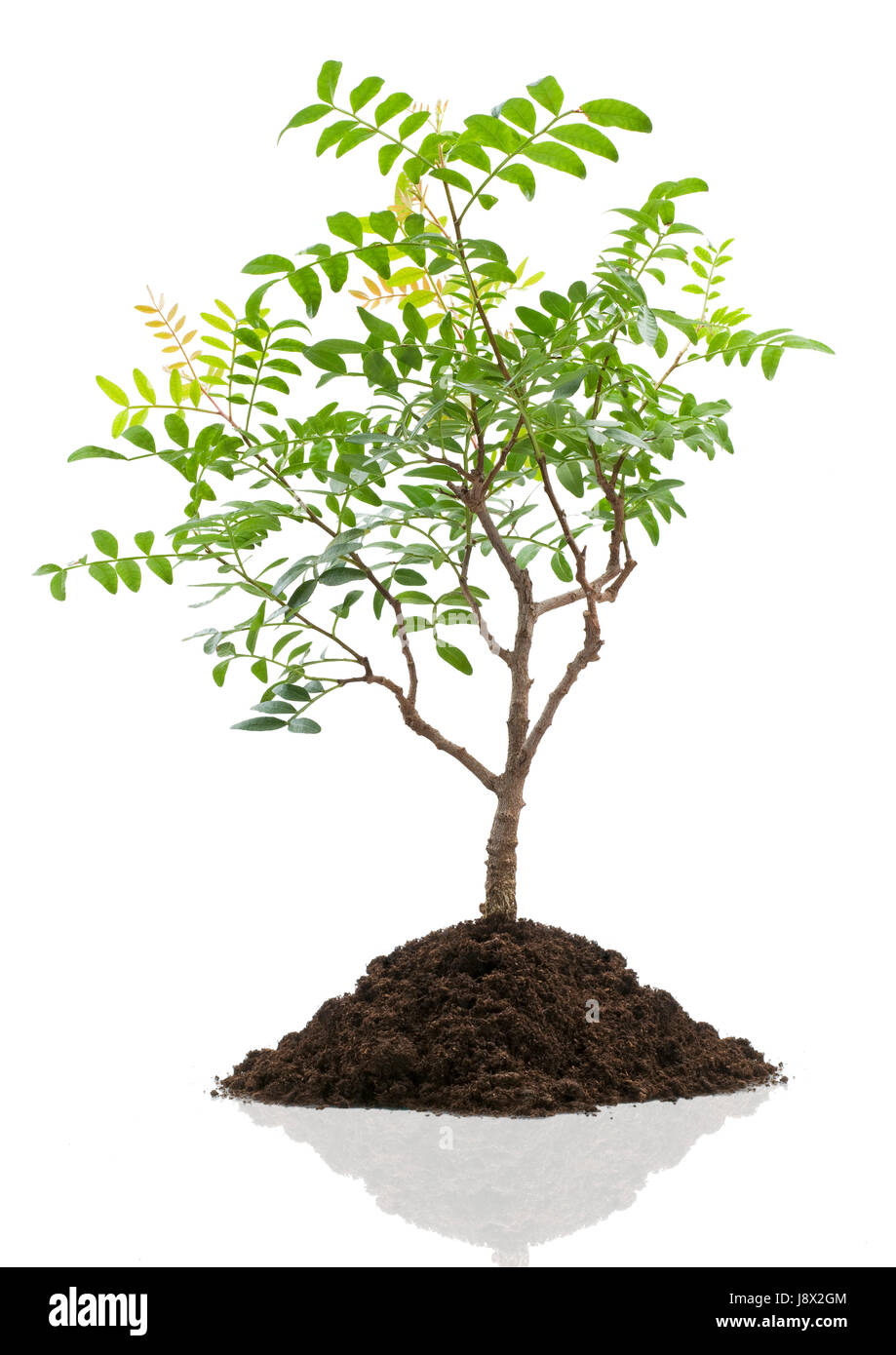 tree, ground, soil, earth, humus, grow, globe, planet, world, single ...