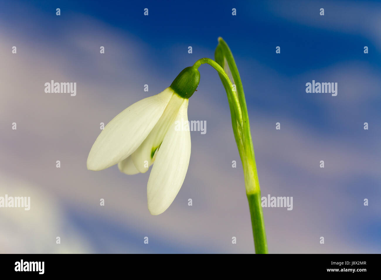 snowdrop and sky Stock Photo - Alamy