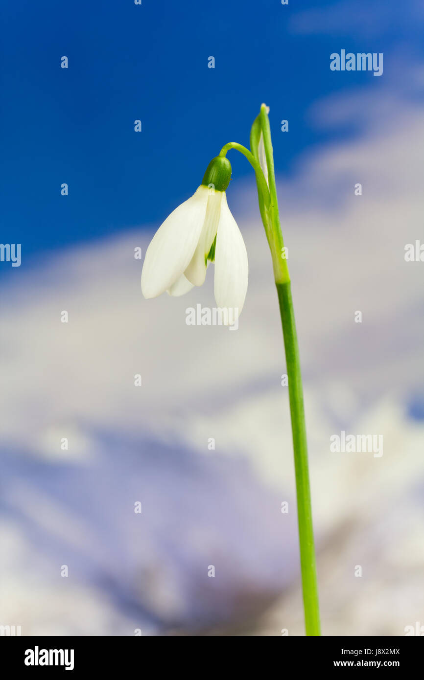 snowdrop and sky Stock Photo - Alamy