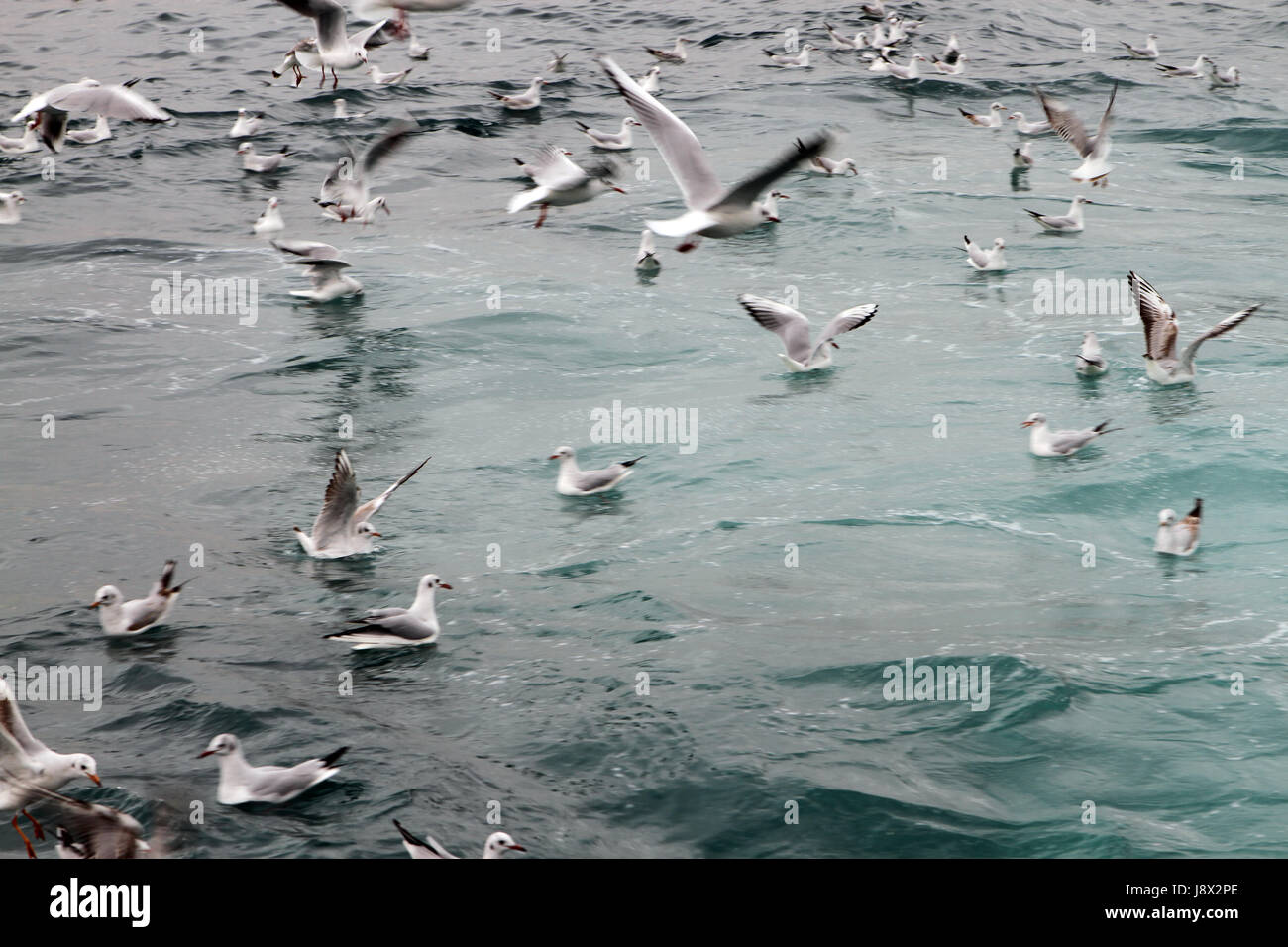 winter, bird, fauna, birds, pisces, salt water, sea, ocean, water ...