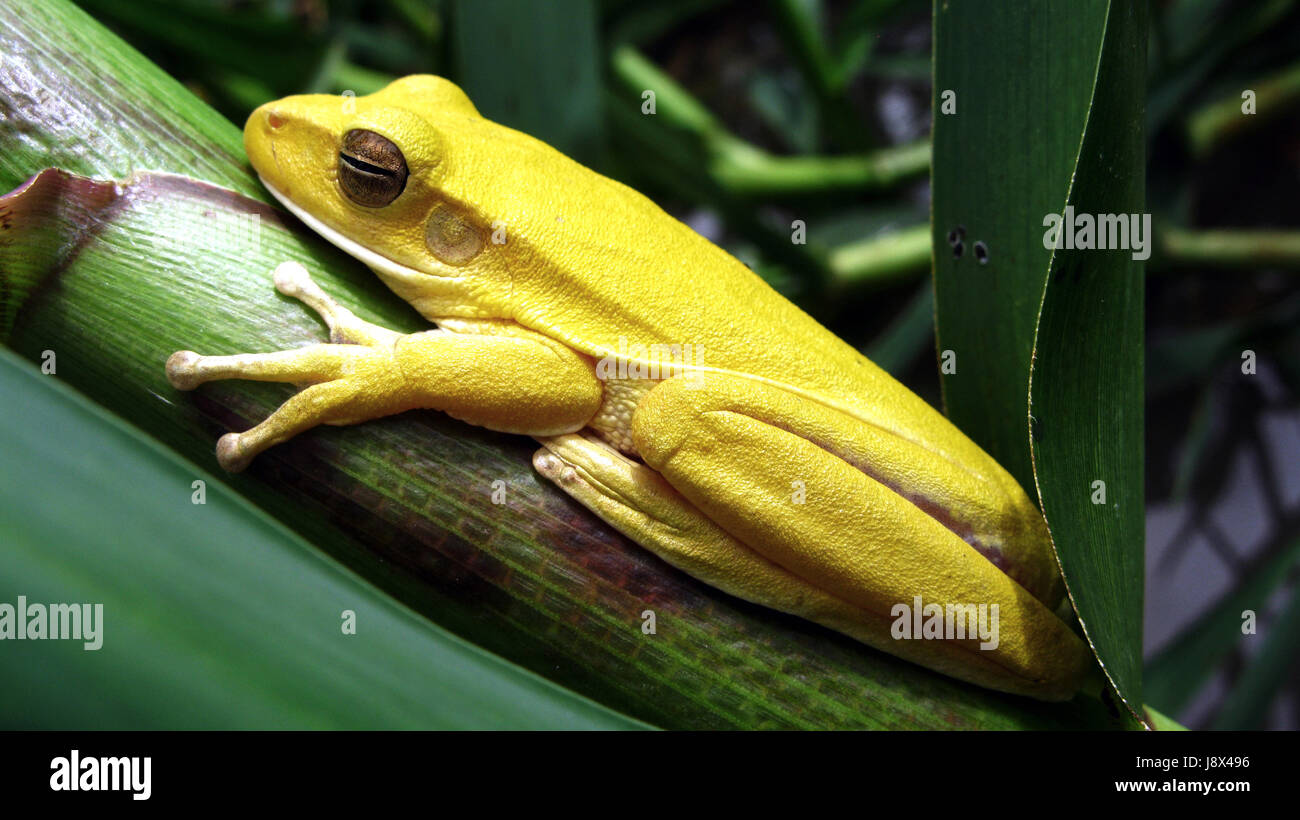 animal, amphibians, frog, wildlife, brazil, nature, holiday, vacation ...