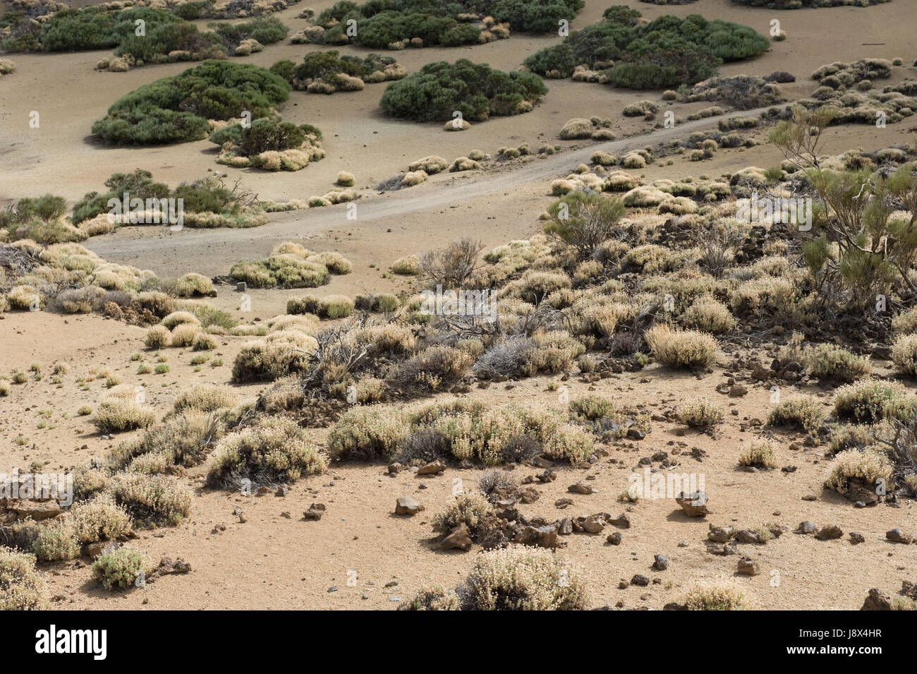 national park, horizontal, bushes, canary islands, teneriffa, landscape ...