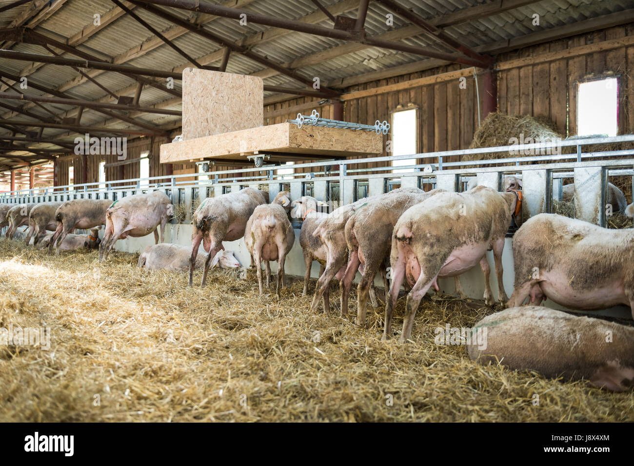 Flock of sheep feeding on hay, agriculture industry, farming and ...