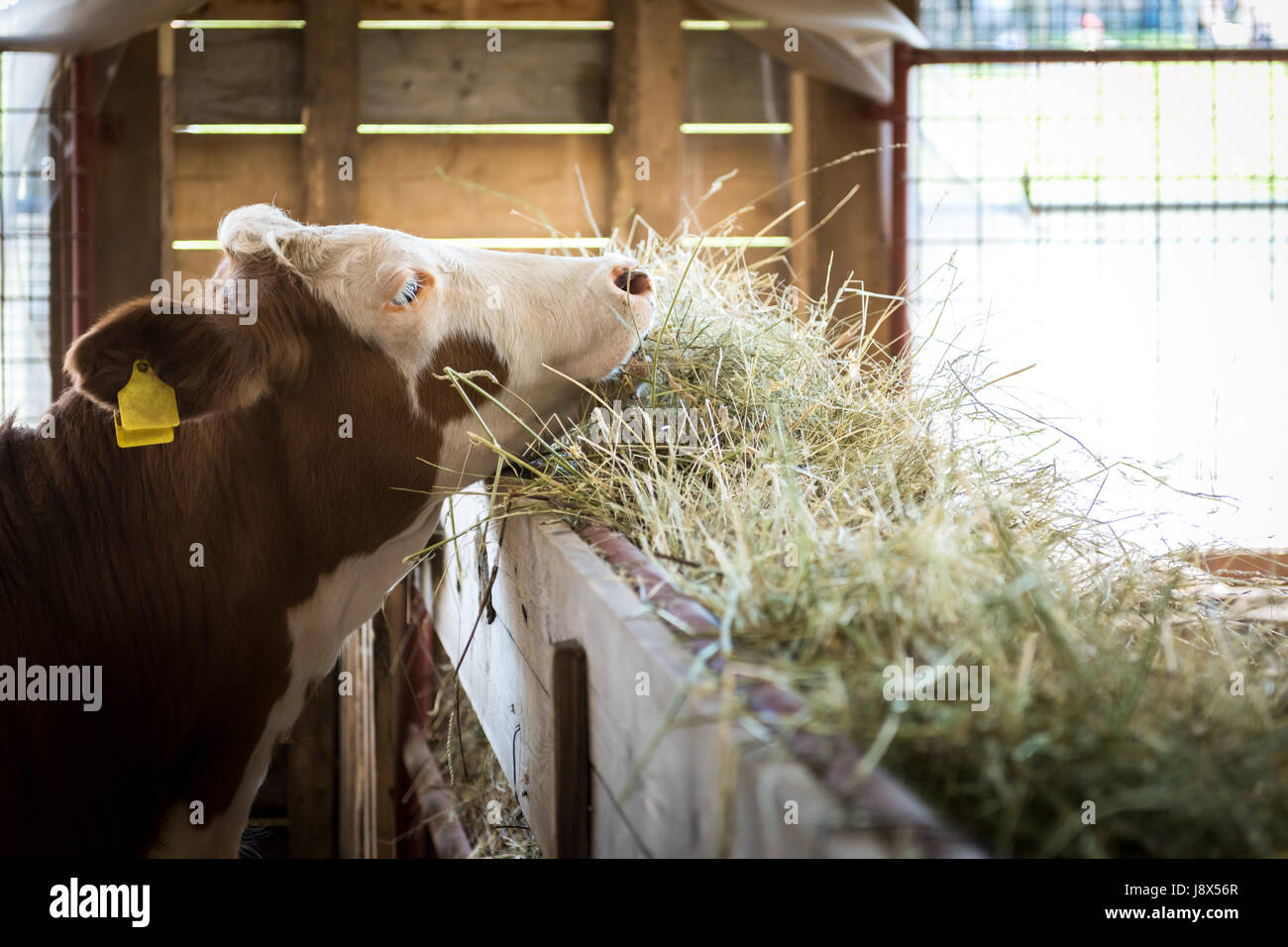Heifer feeding on hay, agriculture industry, farming and husbandry ...