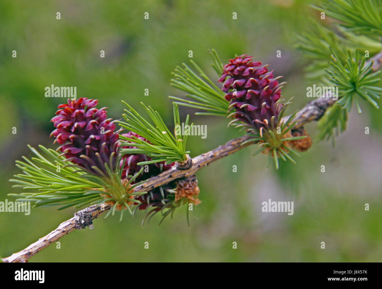 conifer, larch, conifer wood, female, botany, europe, blossoms, branch ...