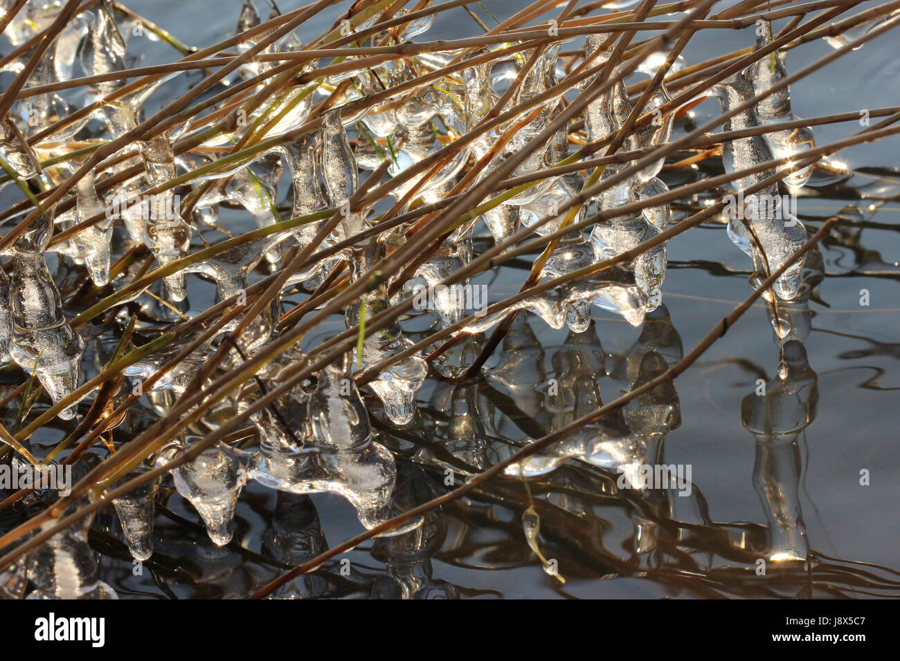 winter, cold, mirroring, ice, frost, sunshine, blades, blades of grass ...