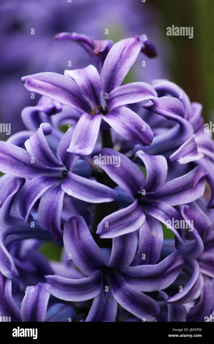 One purple hyacinth flower Hyacinthus grows on a flower bed in the ...