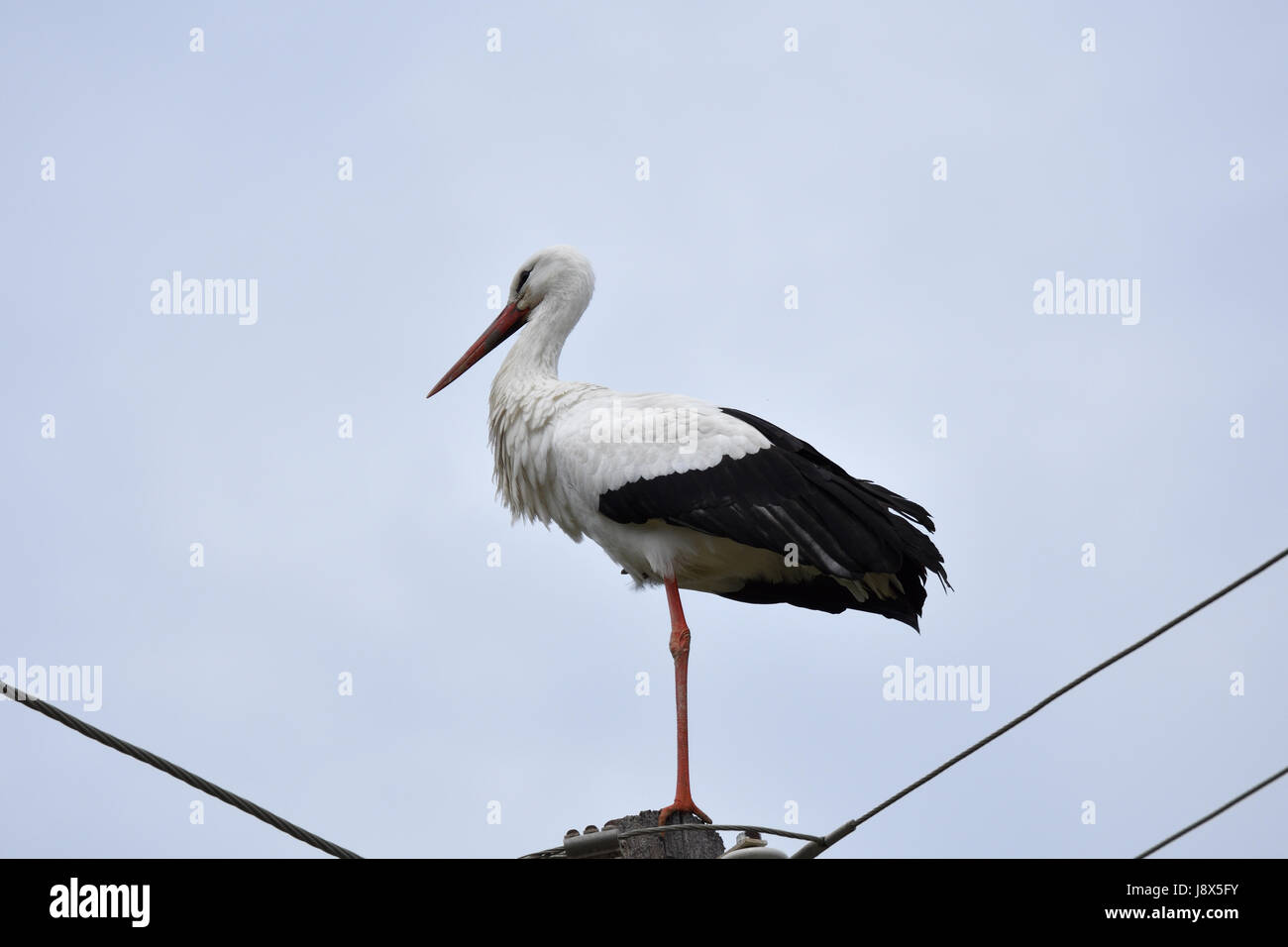White stork (Ciconia ciconia) sitting on one leg in the top of a pillar ...