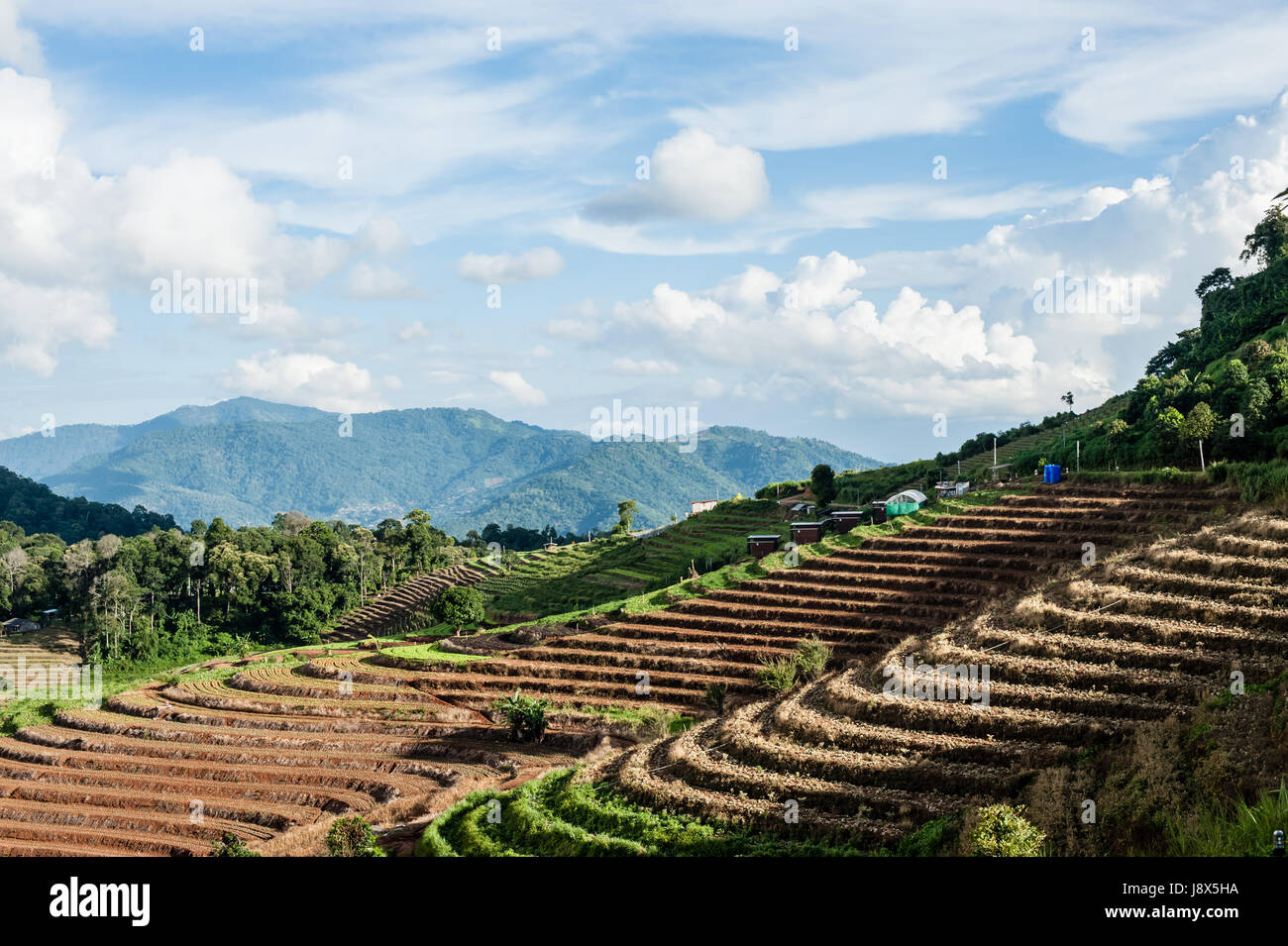 cabbage field in Mon Cham (Mon Jam) mountain, famous travel location in ...