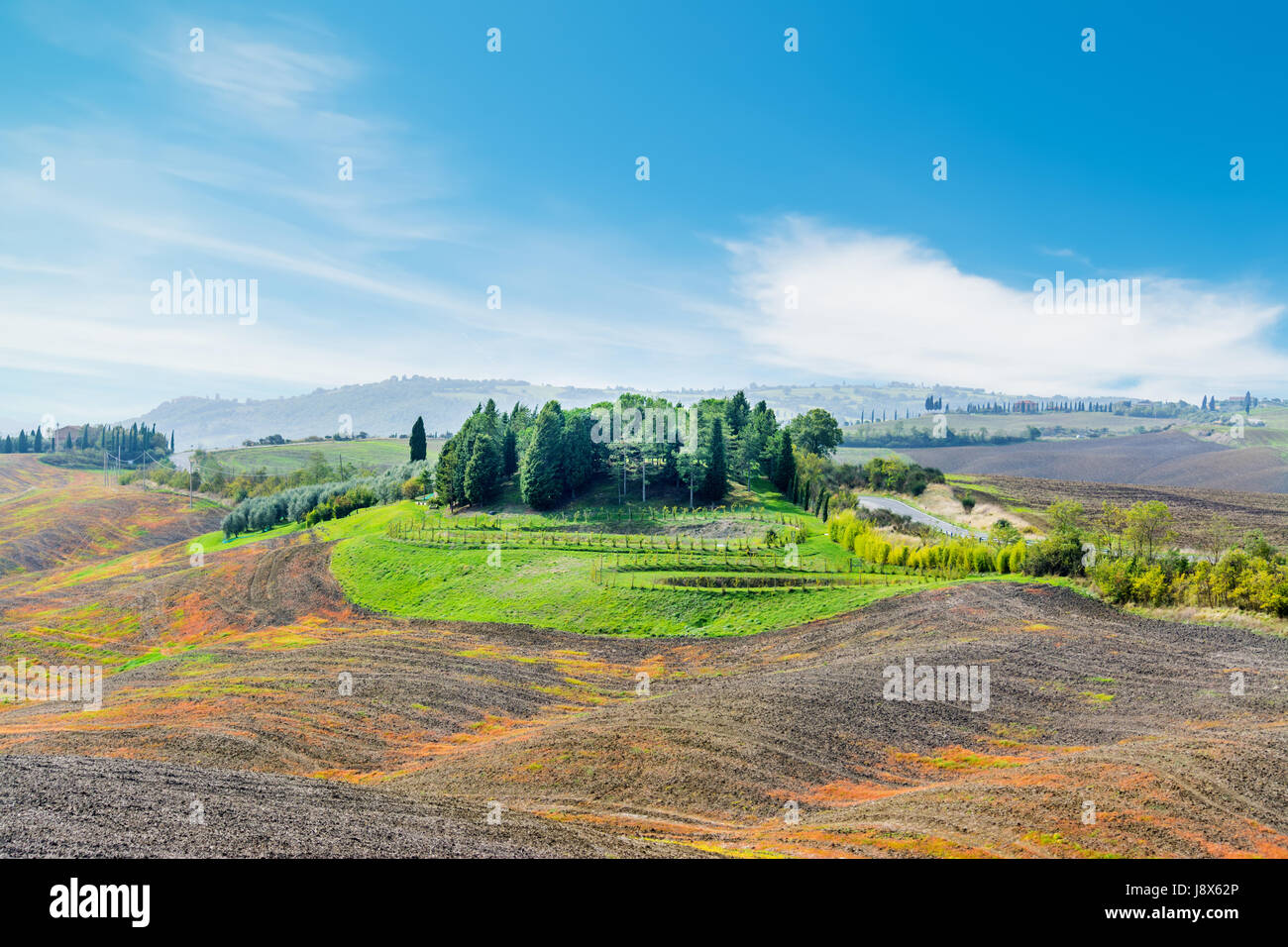 Cypress tree in Tuscany, Italy Stock Photo - Alamy