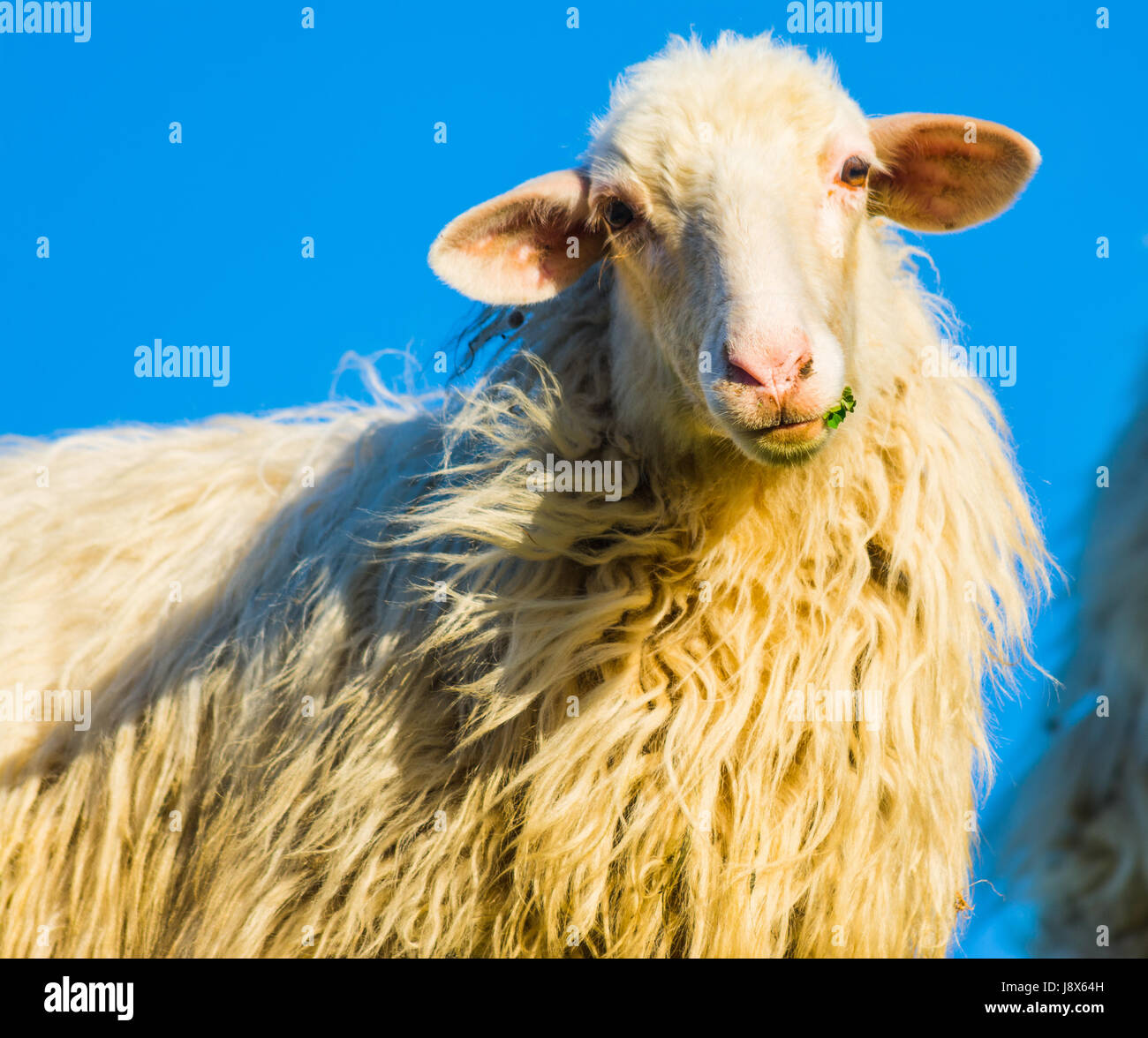 close up of a sheep staring at the camera Stock Photo - Alamy