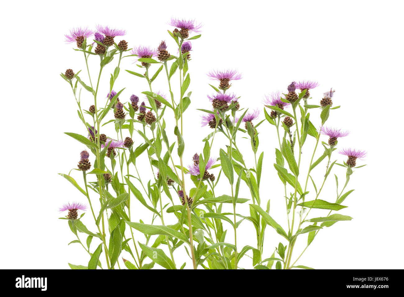 leaf, flower, plant, purple, stalk, stem, cornflower, leaf, macro ...