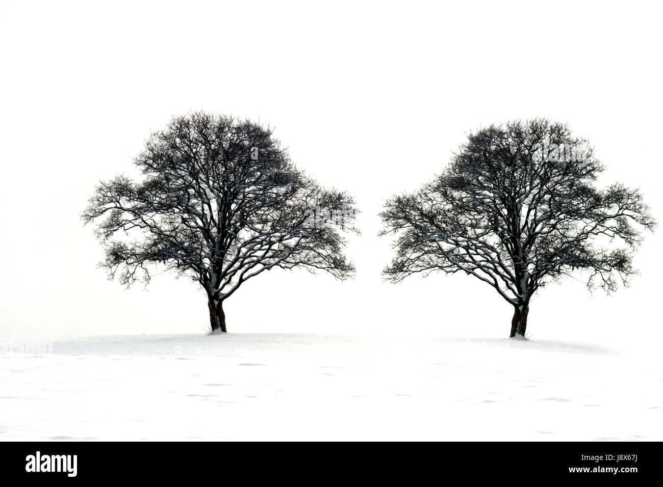 tree, winter, snowy, branches, meadows, sparse, stinted, snow, trunk ...