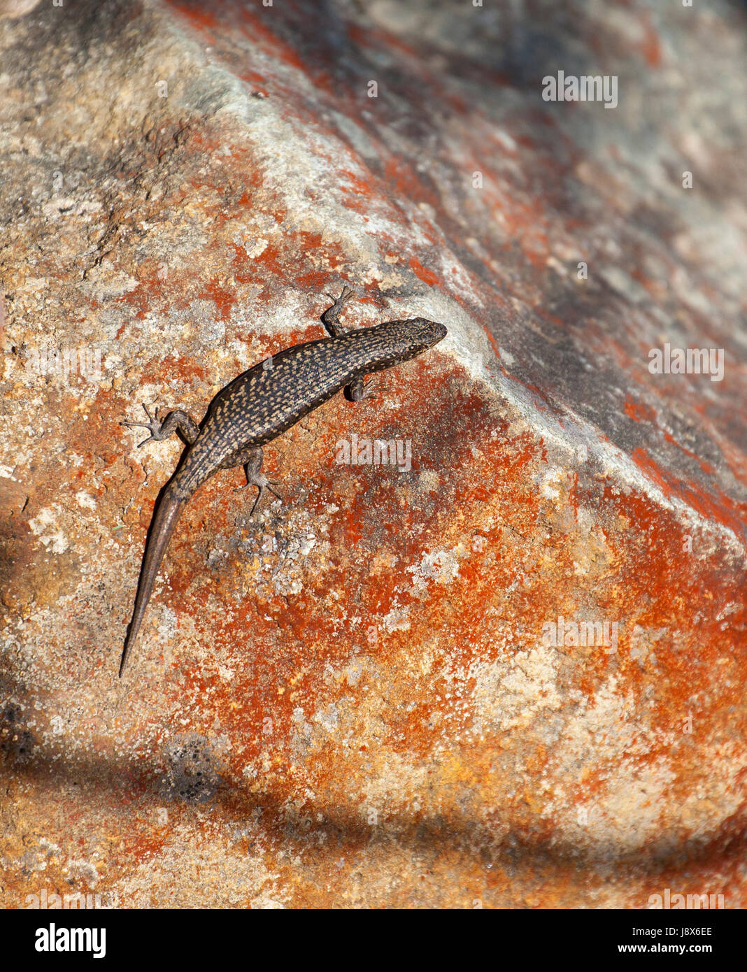 Tail spotted hi-res stock photography and images - Alamy