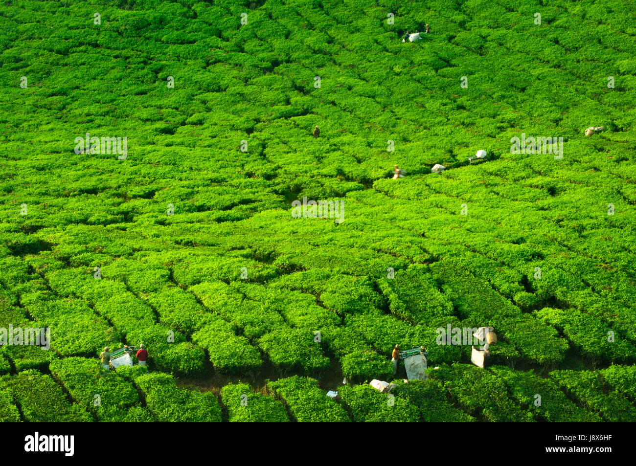 humans, human beings, people, folk, persons, human, human being, tea ...