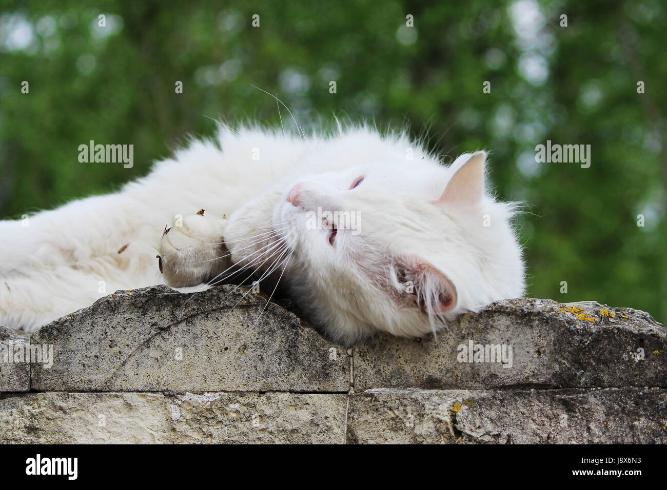white single homeless cat with orange eyes is posing outdoors on a ...