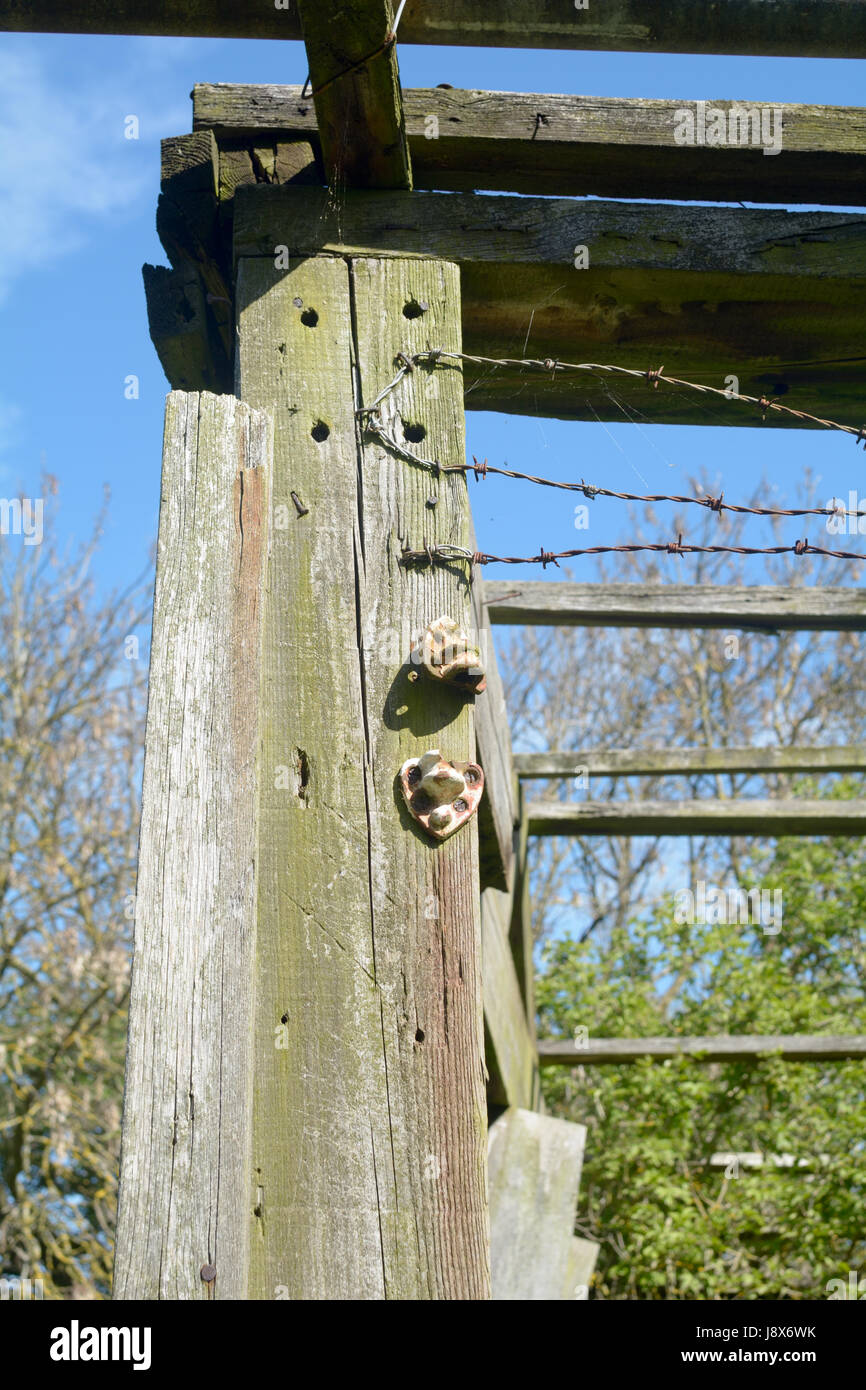 Old barn that is falling apart due to age and the impact of weather in ...