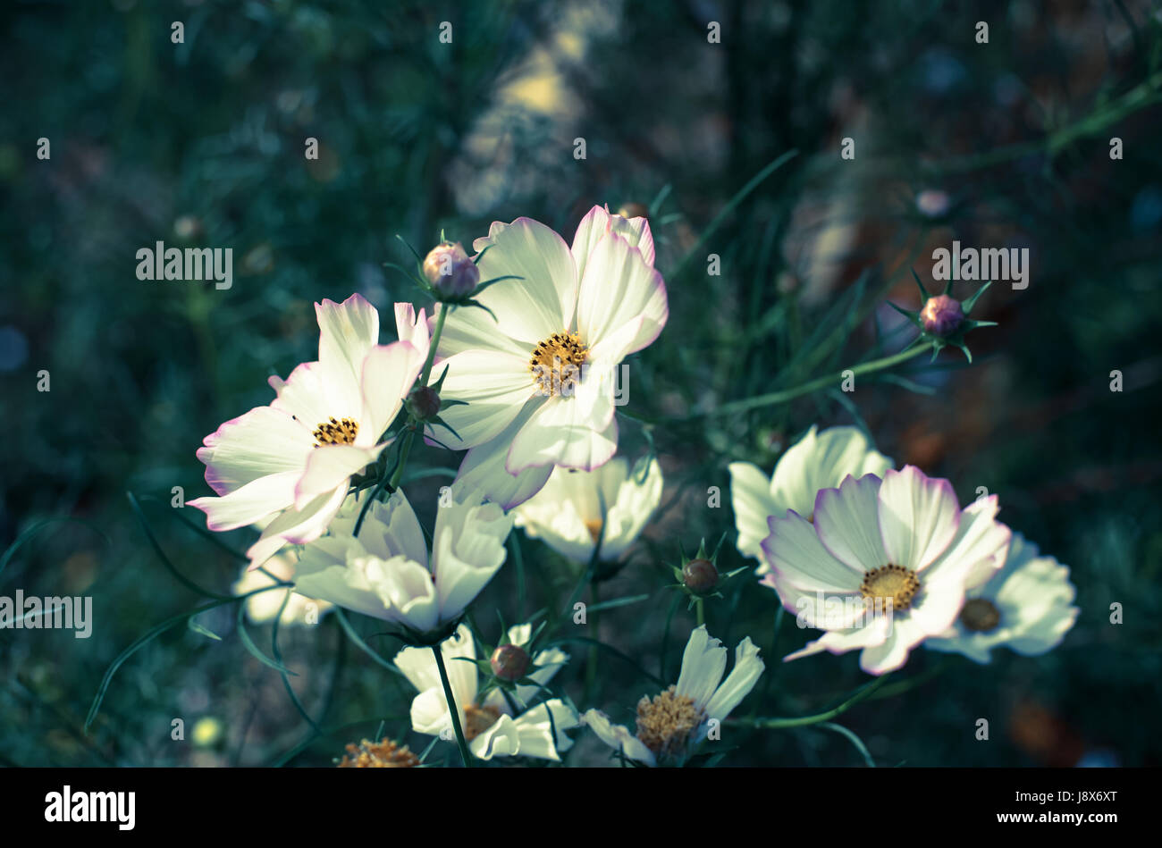 beautiful garden flowers floral Stock Photo - Alamy