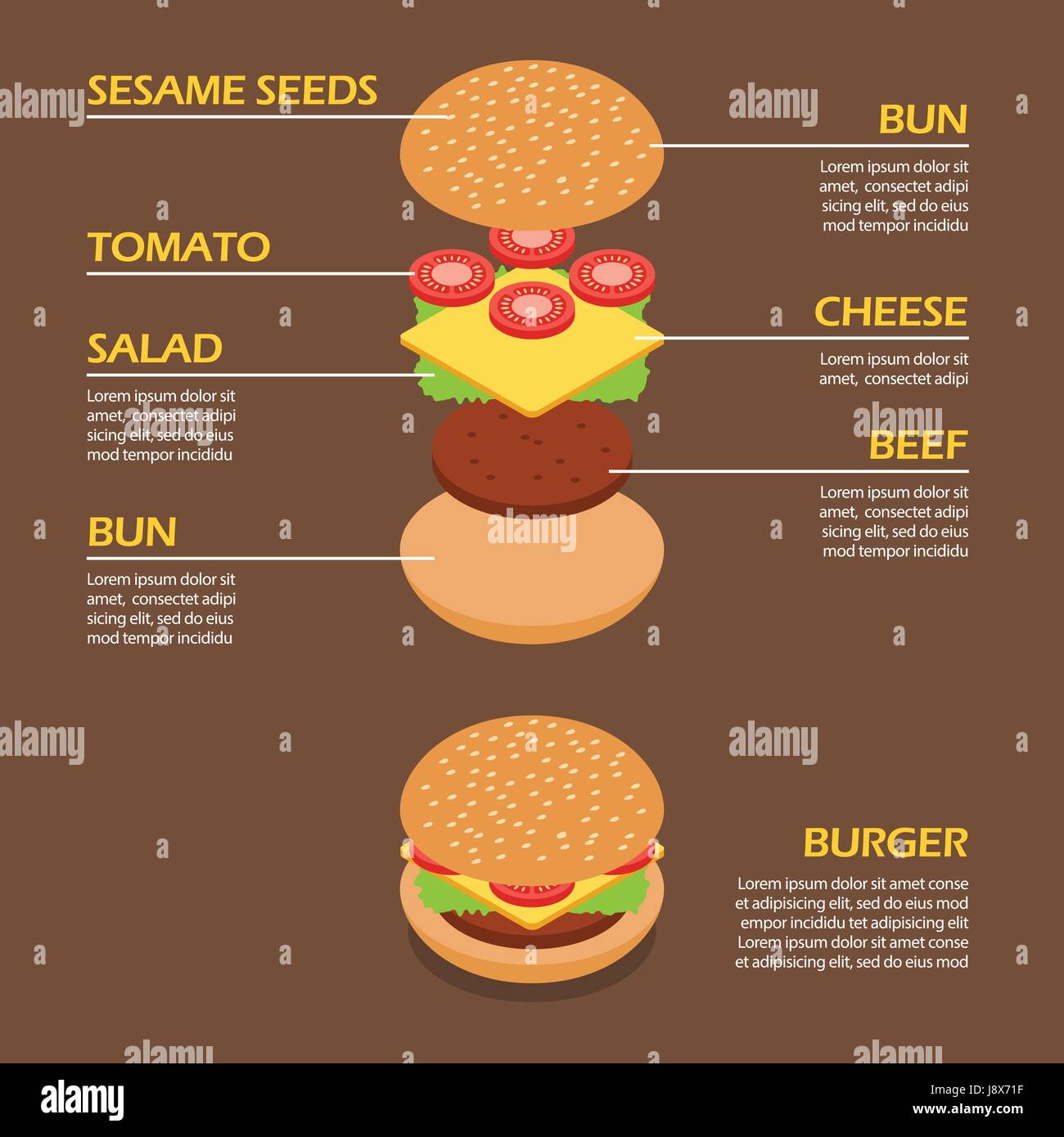 Isometric of Burger ingredients infographic. Vector illustration Stock ...