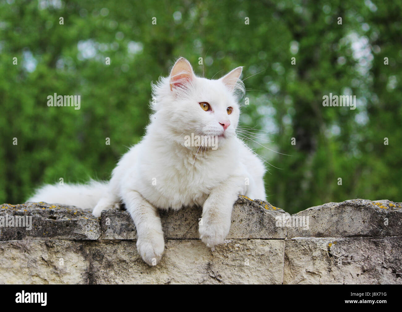 white single homeless cat with orange eyes is posing outdoors on a ...