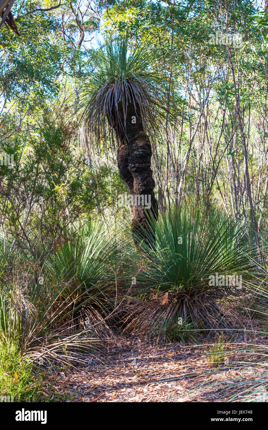Tates grass tree, Kangaroo Island, South Australia Stock Photo - Alamy