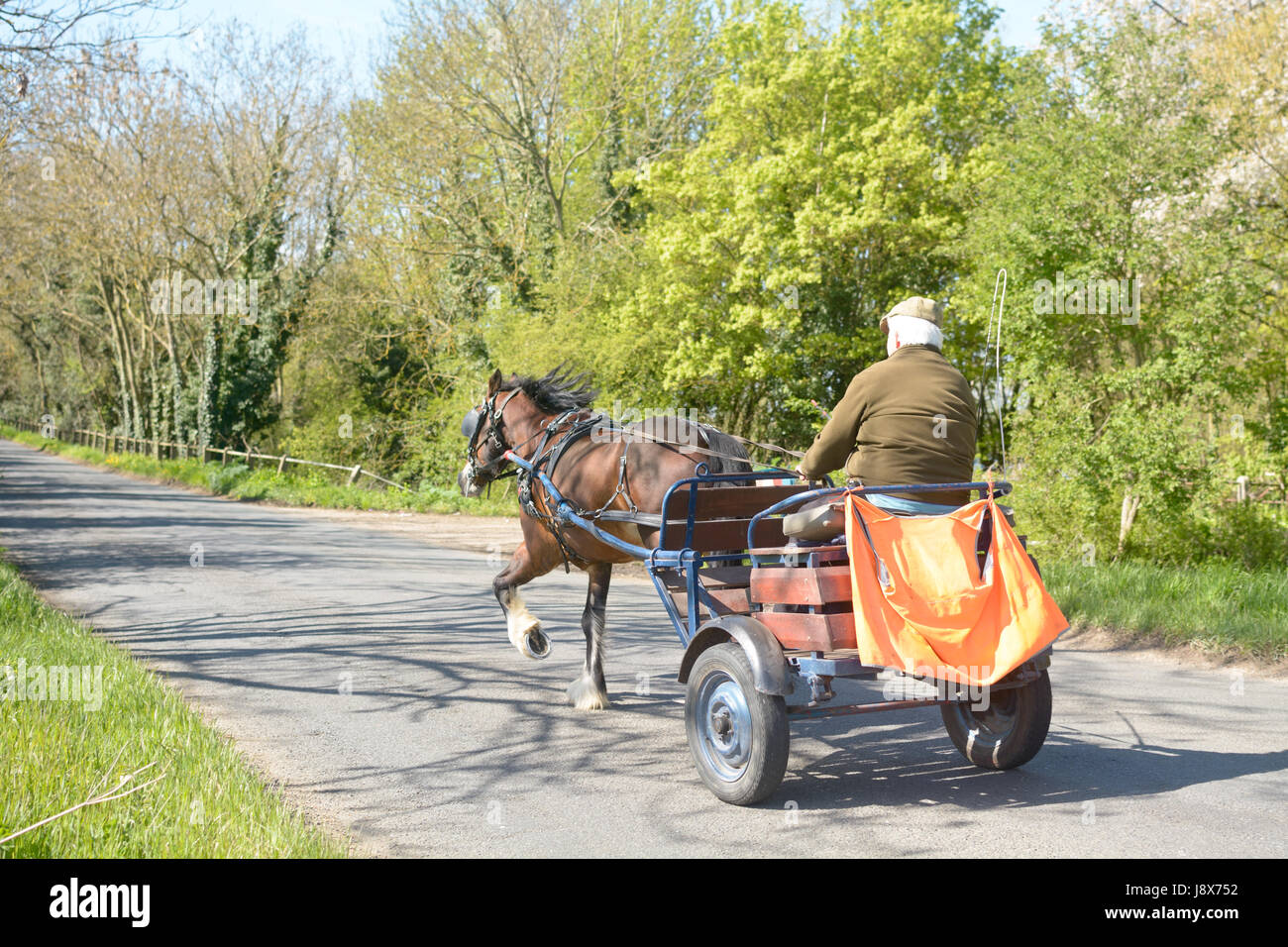 Horse pulling trotting cart on road in english countryside hi-res stock ...