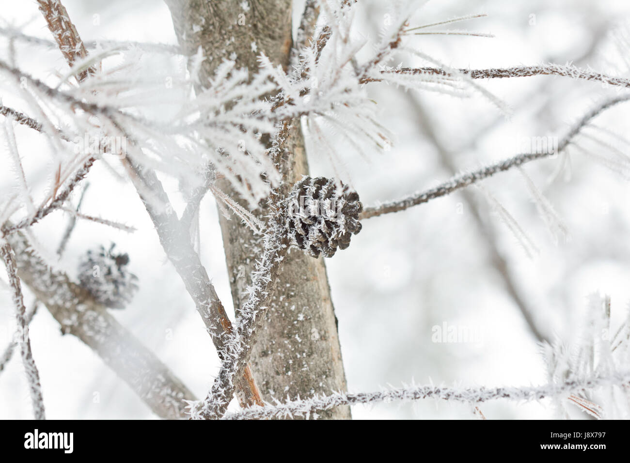 tree, winter, cold, pine, snow, coke, cocaine, material, drug ...