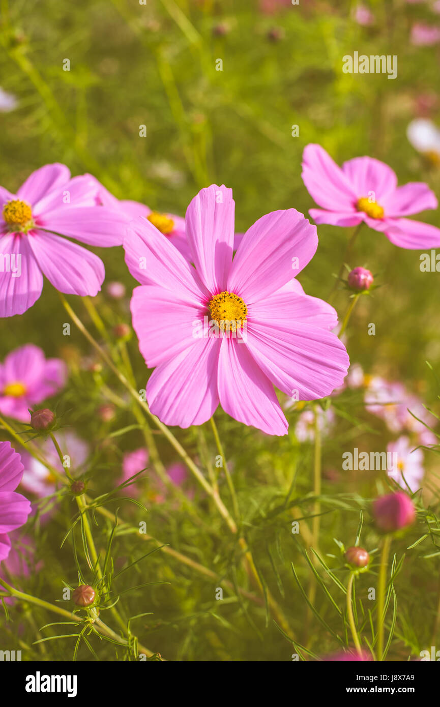 beautiful garden flowers floral Stock Photo - Alamy