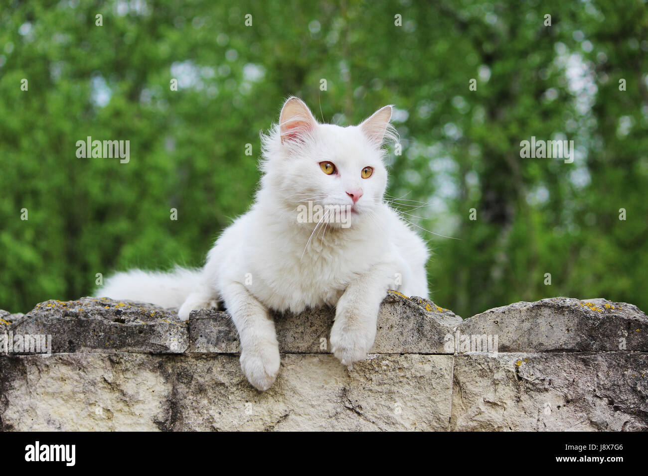 white single homeless cat with orange eyes is posing outdoors on a ...
