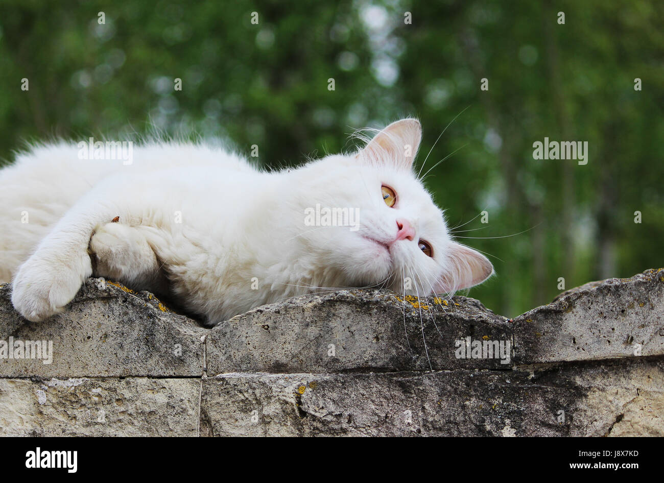 white single homeless cat with orange eyes is posing outdoors on a ...
